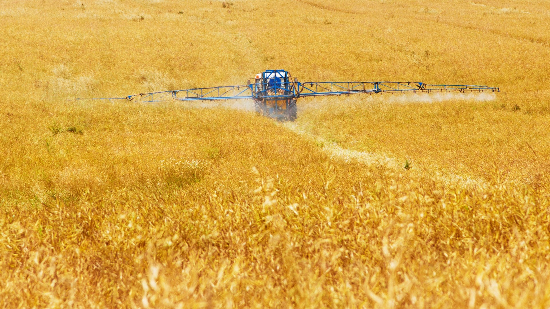 Dicamba – The Herbicide Monsanto is Promoting to Replace Roundup’s ...
